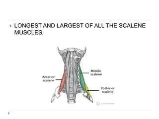 Scalenus Medius | PPTX