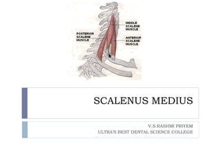 Scalenes Origin And Insertion