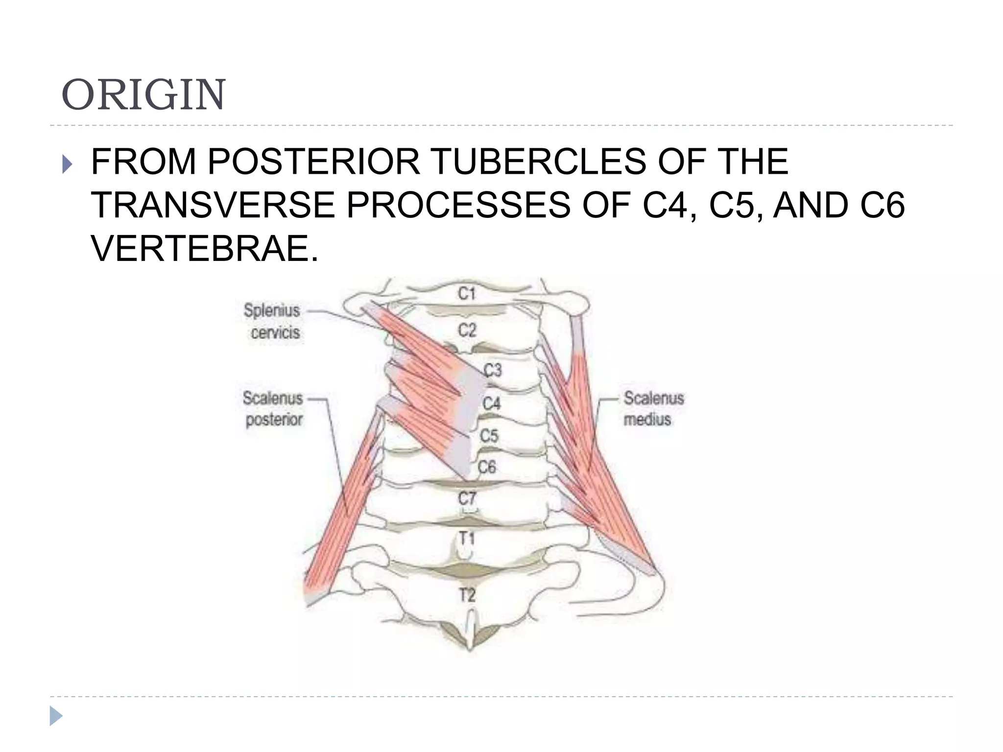 Scalenus Posterior | PPTX