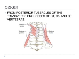Scalenus Posterior | PPTX