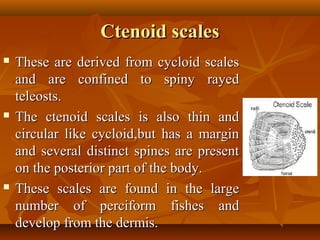 Scale of fishes | PPT