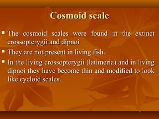 Scale of fishes | PPT