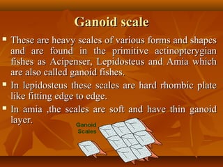 Scale of fishes | PPT
