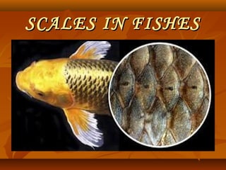 Scale of fishes | PPT