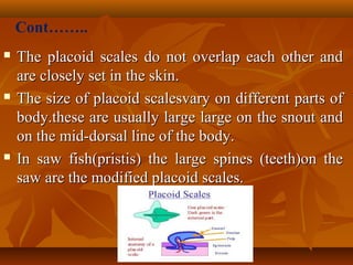 Scale of fishes | PPT