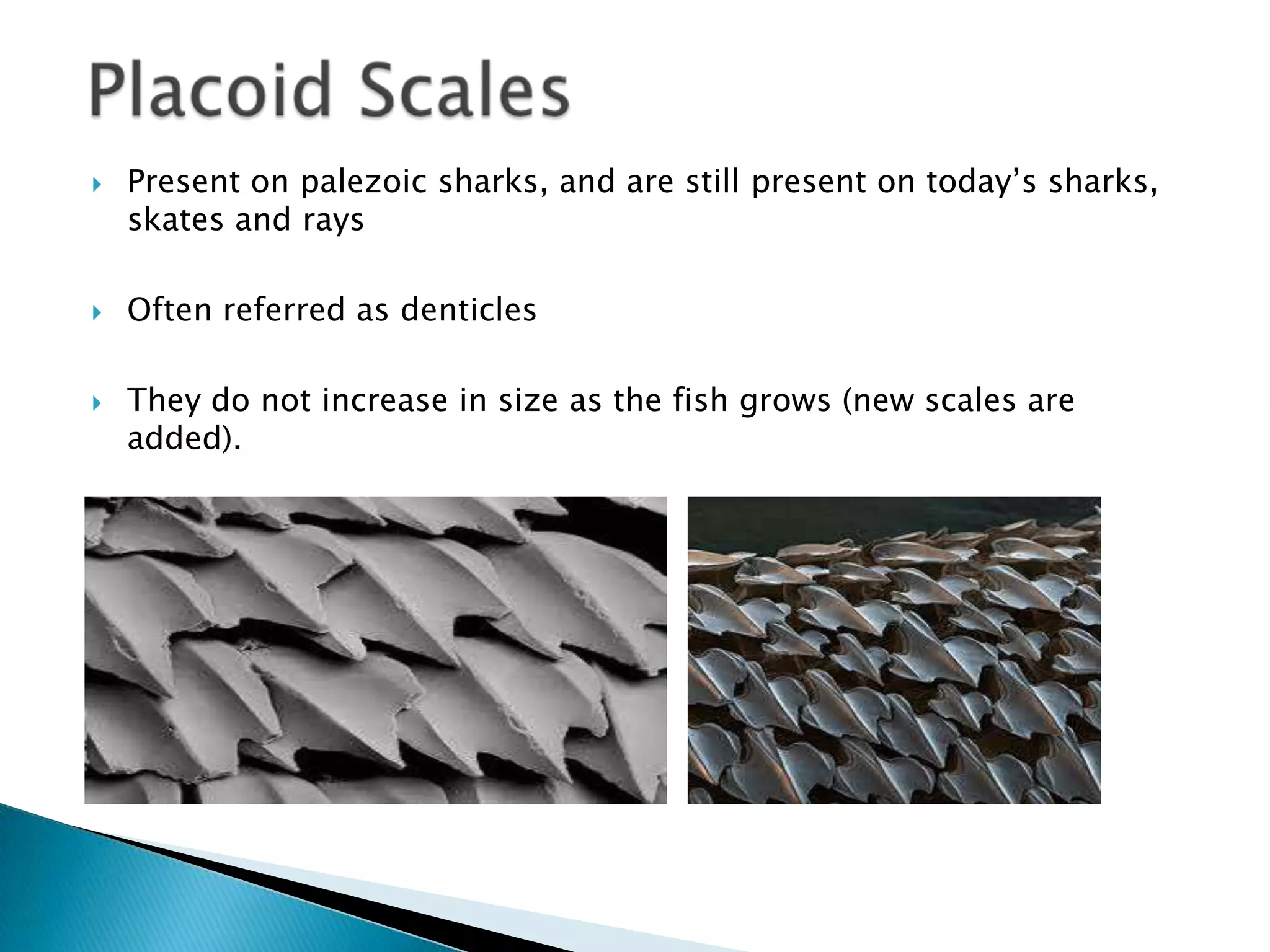 Scales | PPTX