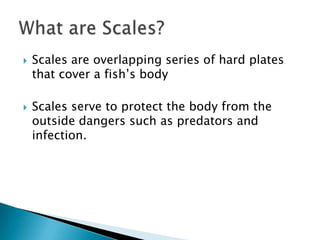 Scales | PPTX