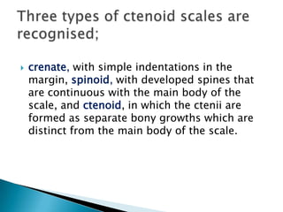 Scales | PPTX