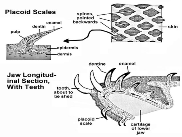 Types of Scales in Fishes | PPT | Fish and Aquariums | Pets