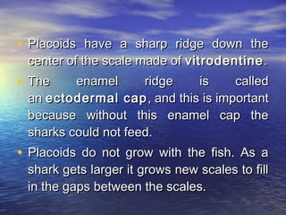 Types of Scales in Fishes | PPT