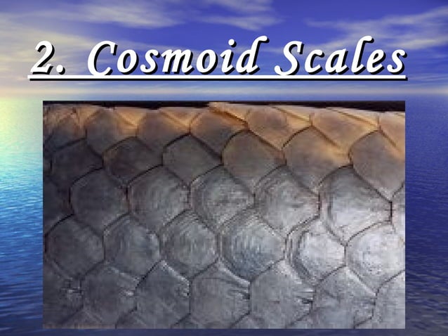 Types of Scales in Fishes | PPT | Fish and Aquariums | Pets