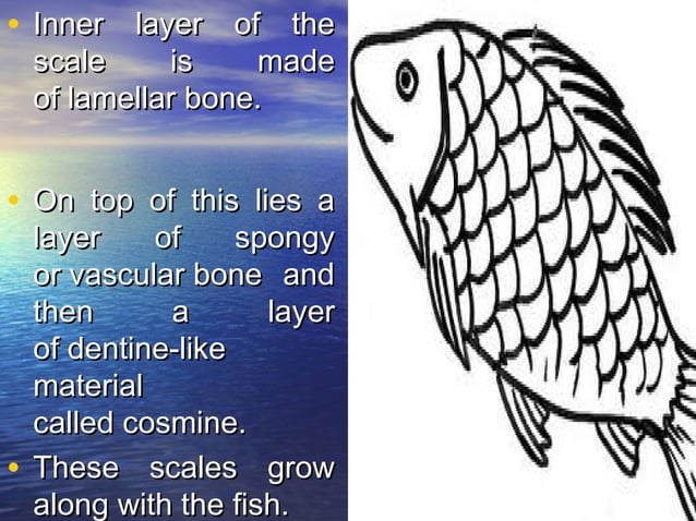 Types of Scales in Fishes | PPT | Fish and Aquariums | Pets