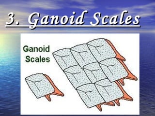 Types of Scales in Fishes | PPT