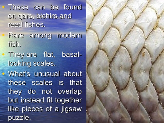 Types of Scales in Fishes | PPT | Fish and Aquariums | Pets