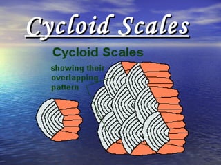 Types of Scales in Fishes | PPT