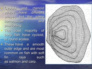 Types of Scales in Fishes | PPT