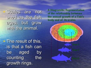 Types of Scales in Fishes | PPT