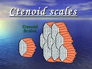 Types of Scales in Fishes | PPT | Fish and Aquariums | Pets