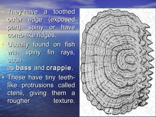 Types of Scales in Fishes | PPT
