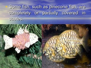Types of Scales in Fishes | PPT