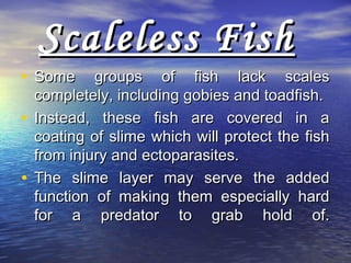 Types of Scales in Fishes | PPT