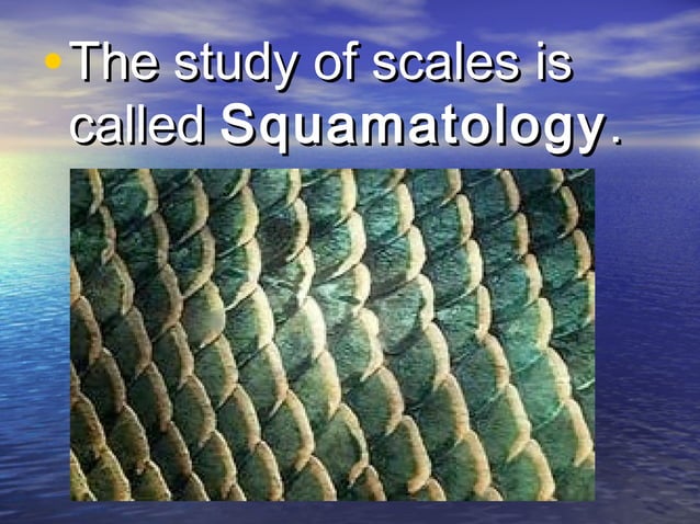 Types of Scales in Fishes | PPT | Fish and Aquariums | Pets