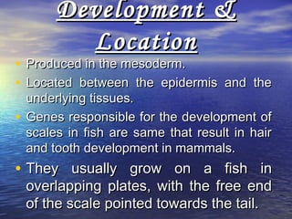 Types of Scales in Fishes | PPT