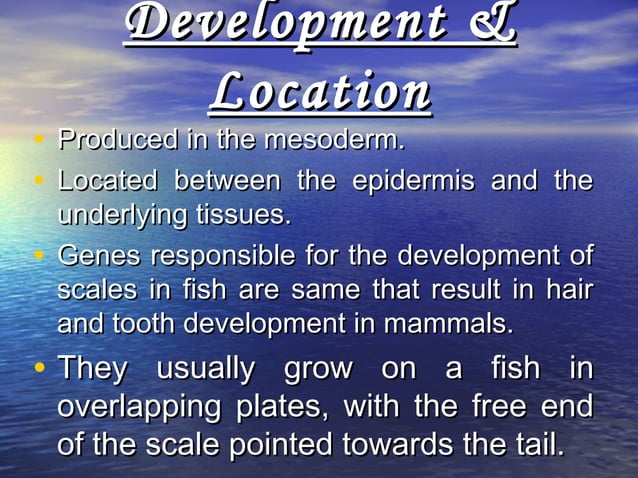 Types of Scales in Fishes | PPT | Fish and Aquariums | Pets