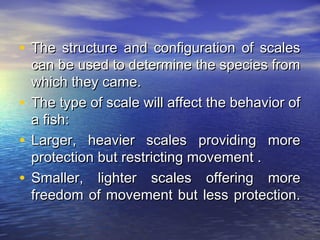 Types of Scales in Fishes | PPT
