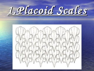 Types of Scales in Fishes | PPT