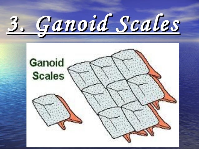 Types of Scales in Fishes