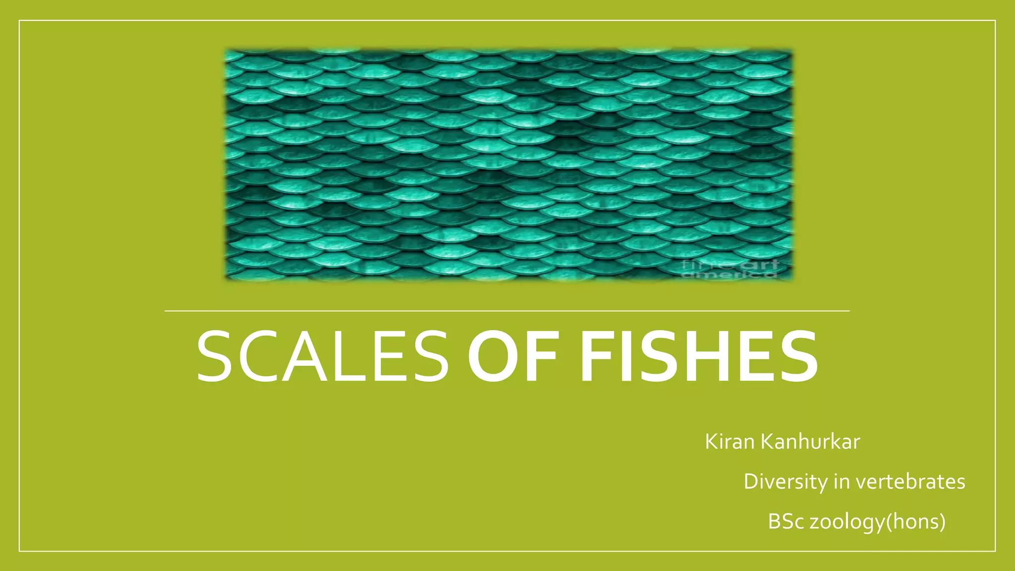 Scales in fishes | PDF