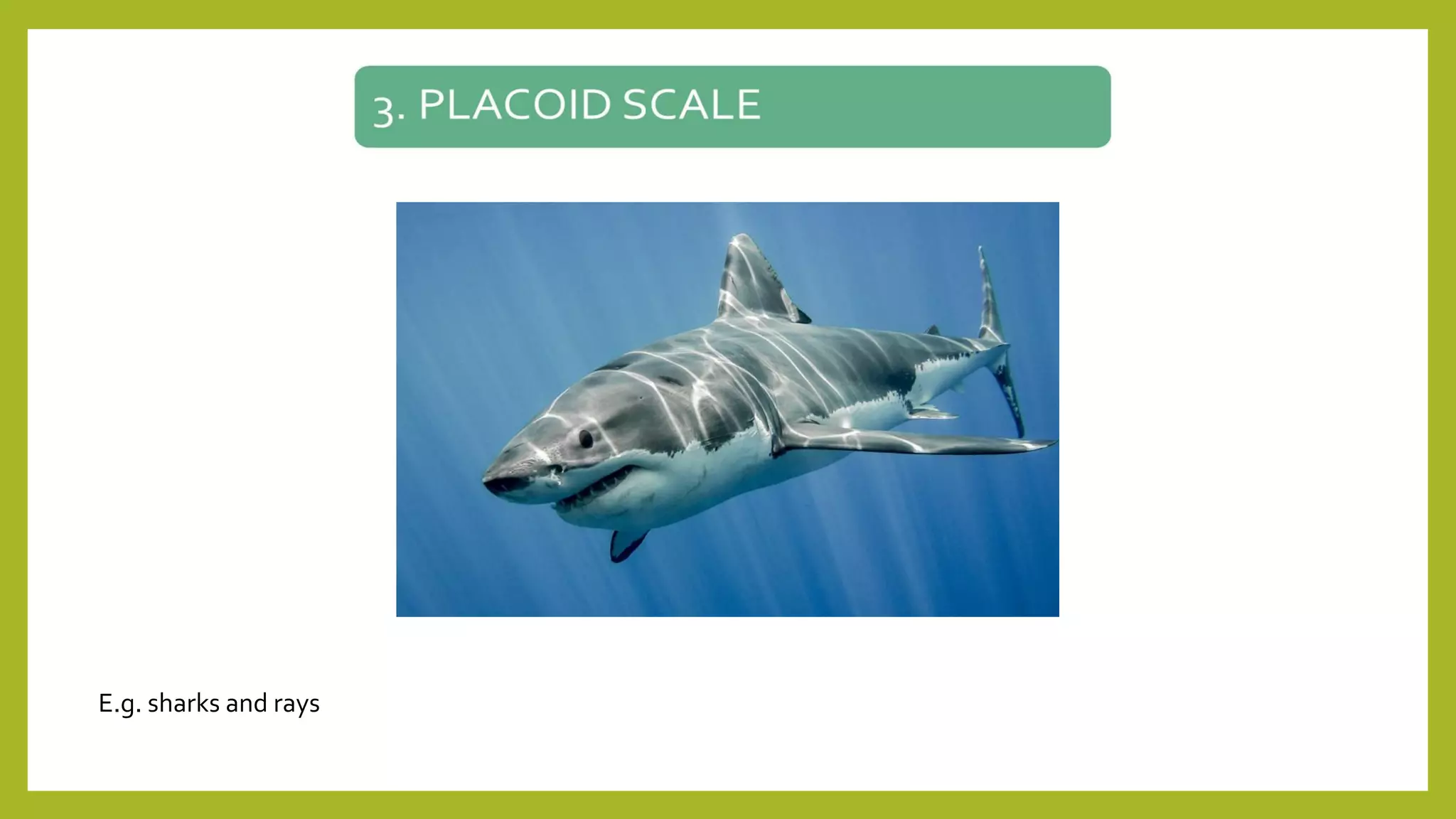 Scales in fishes | PDF