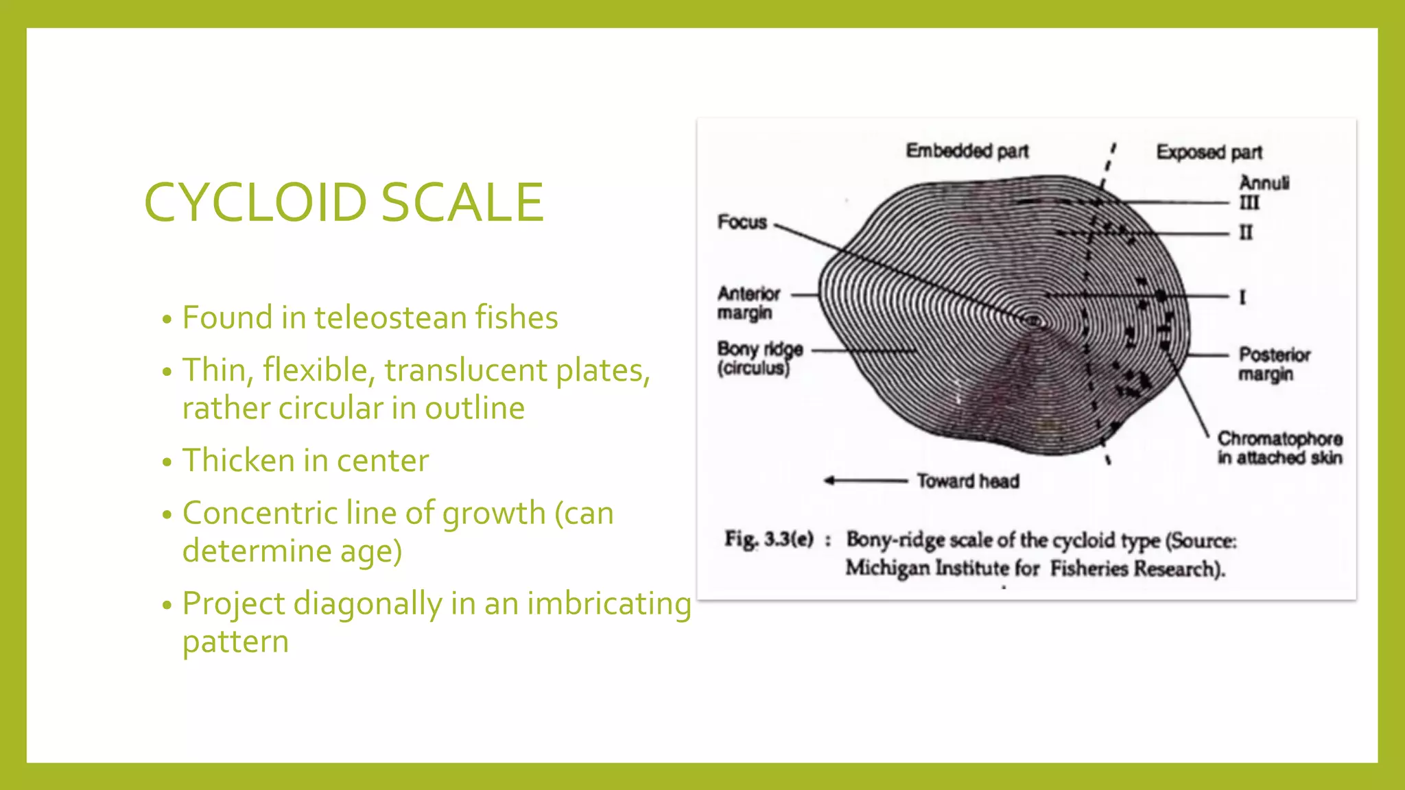 Scales in fishes | PDF