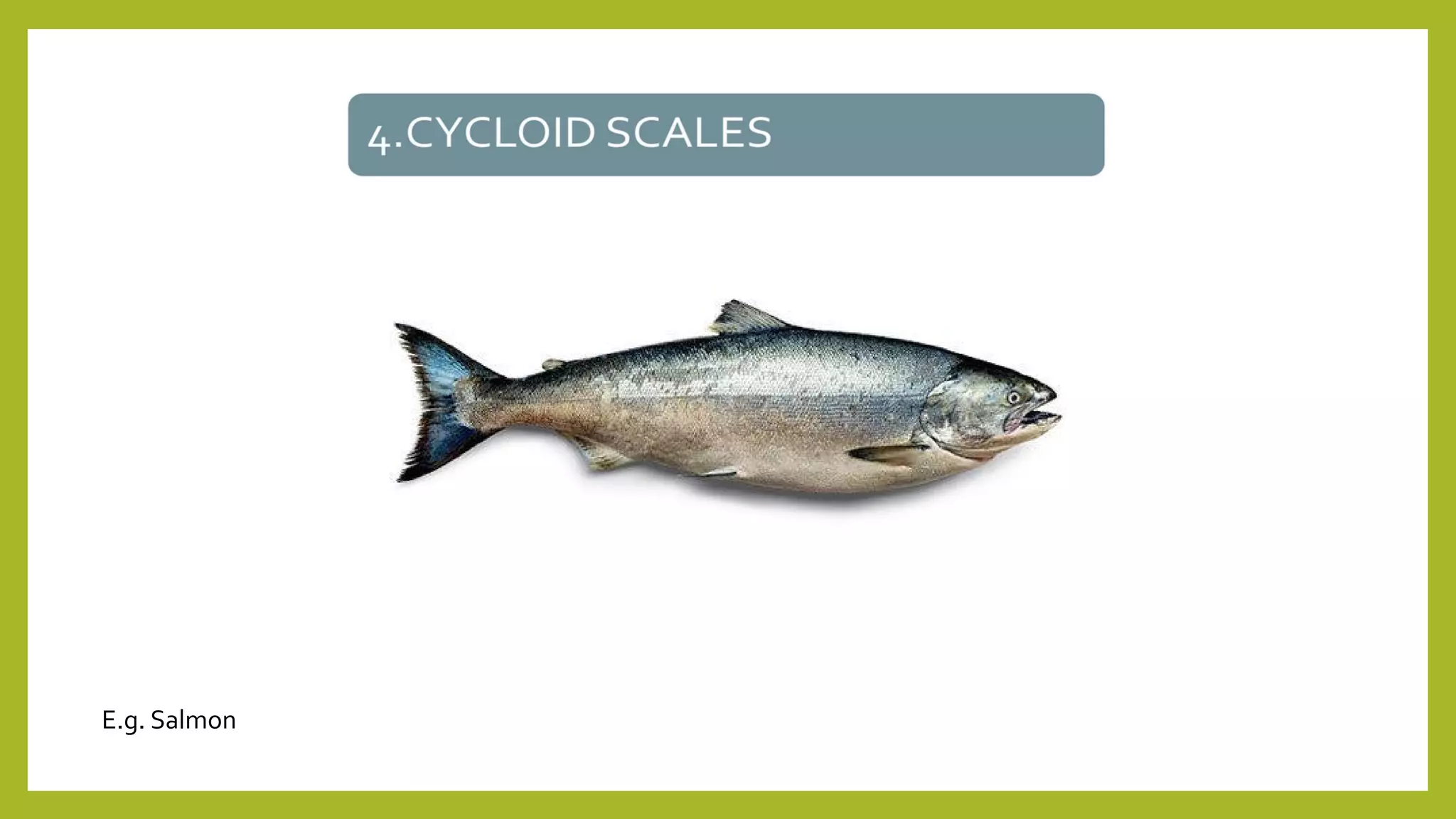 Scales in fishes | PDF | Fish and Aquariums | Pets