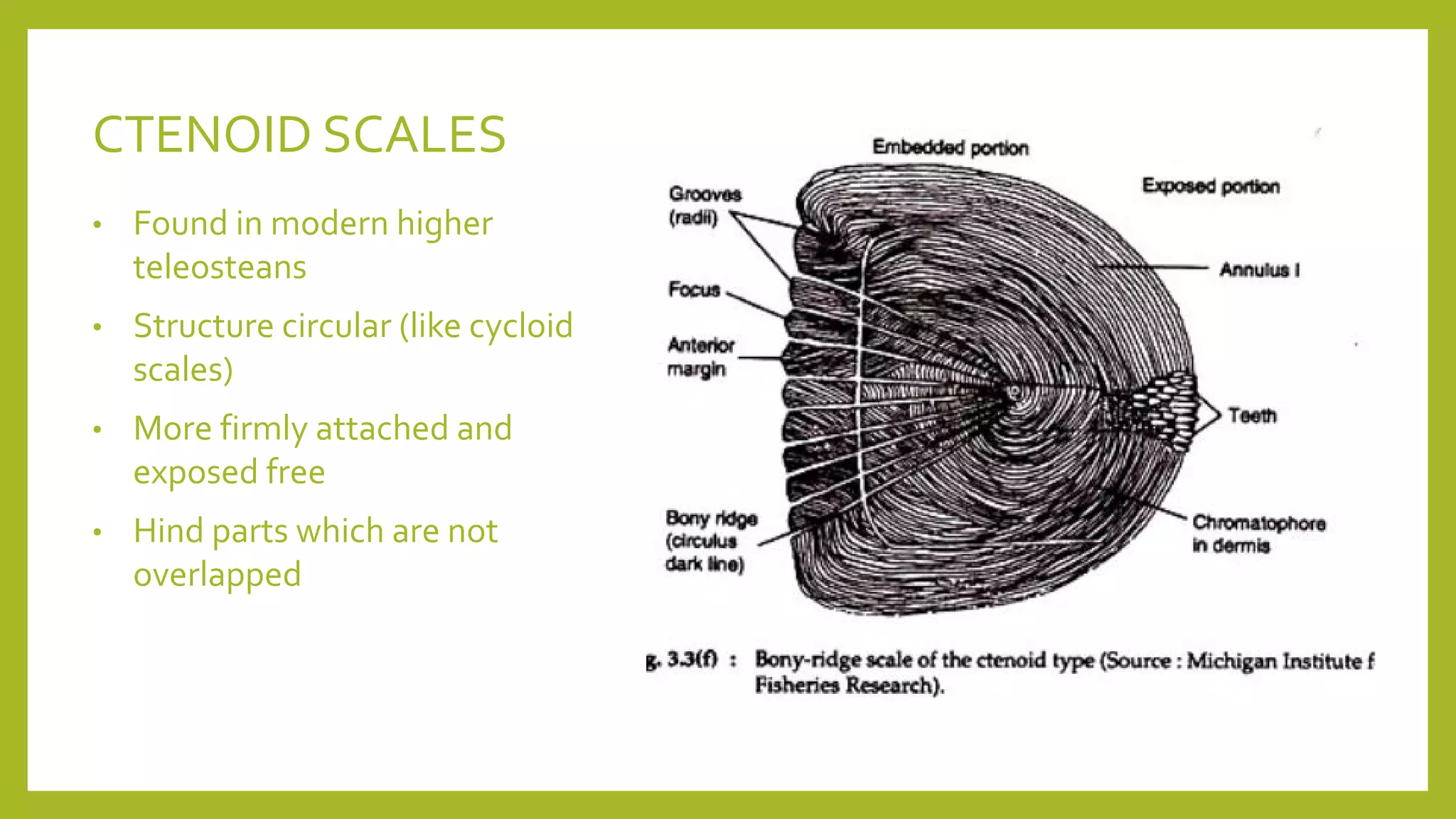 Scales in fishes | PDF