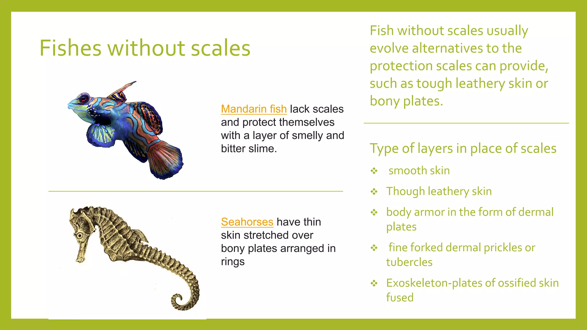 Scales in fishes | PDF