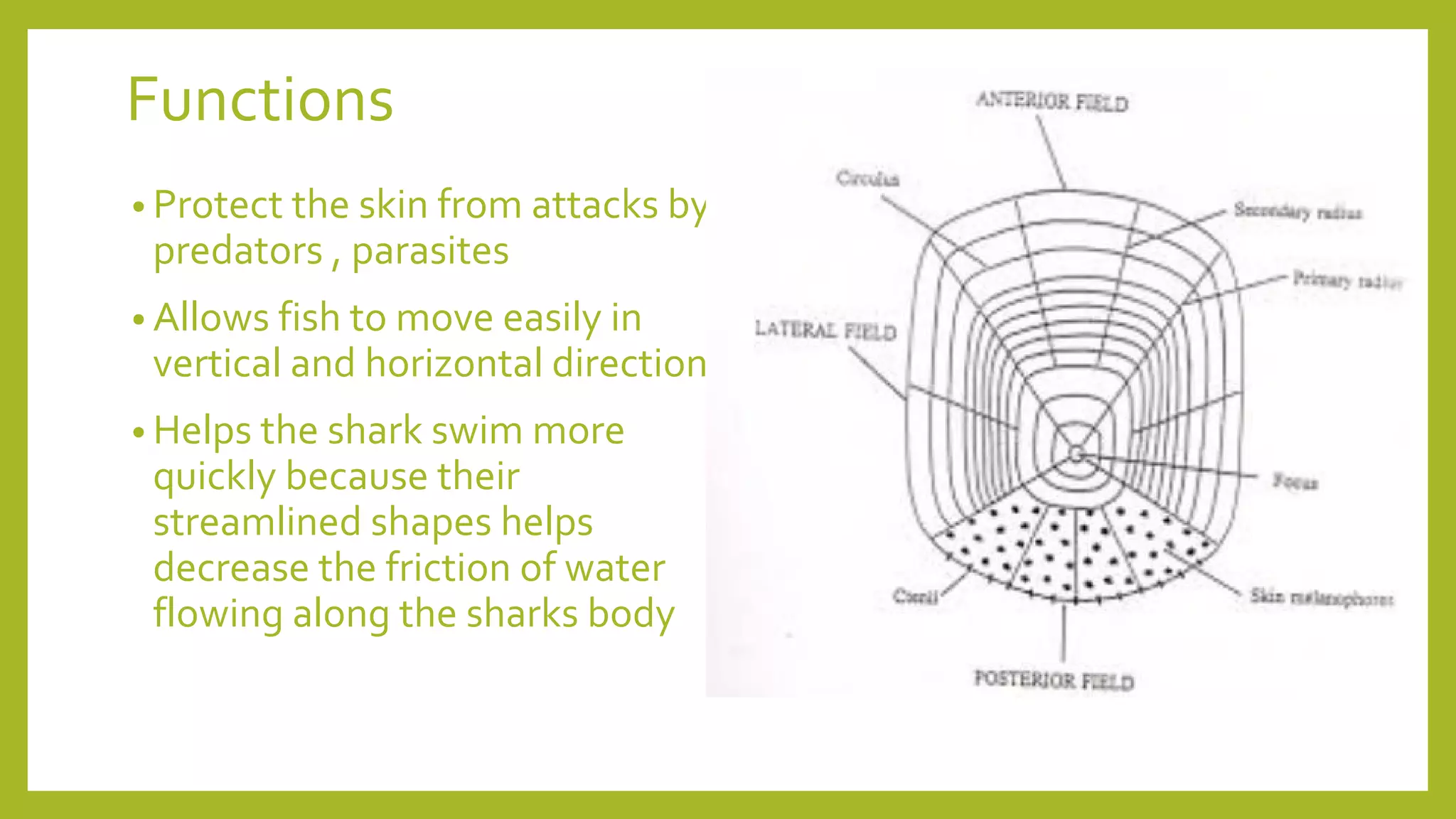 Scales in fishes | PDF