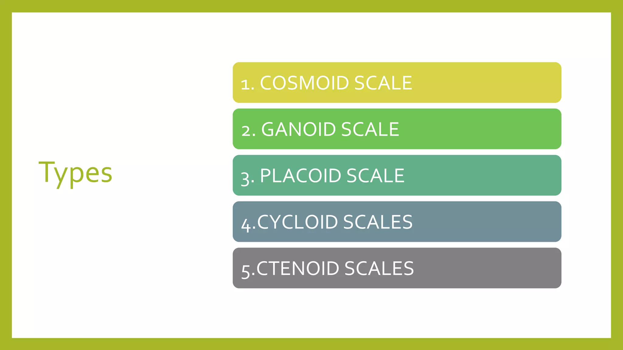 Scales in fishes | PDF