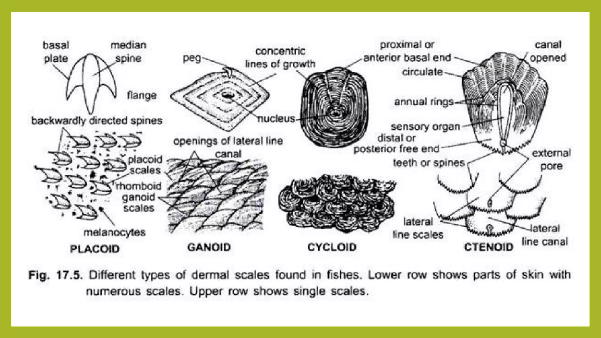 Scales in fishes | PDF