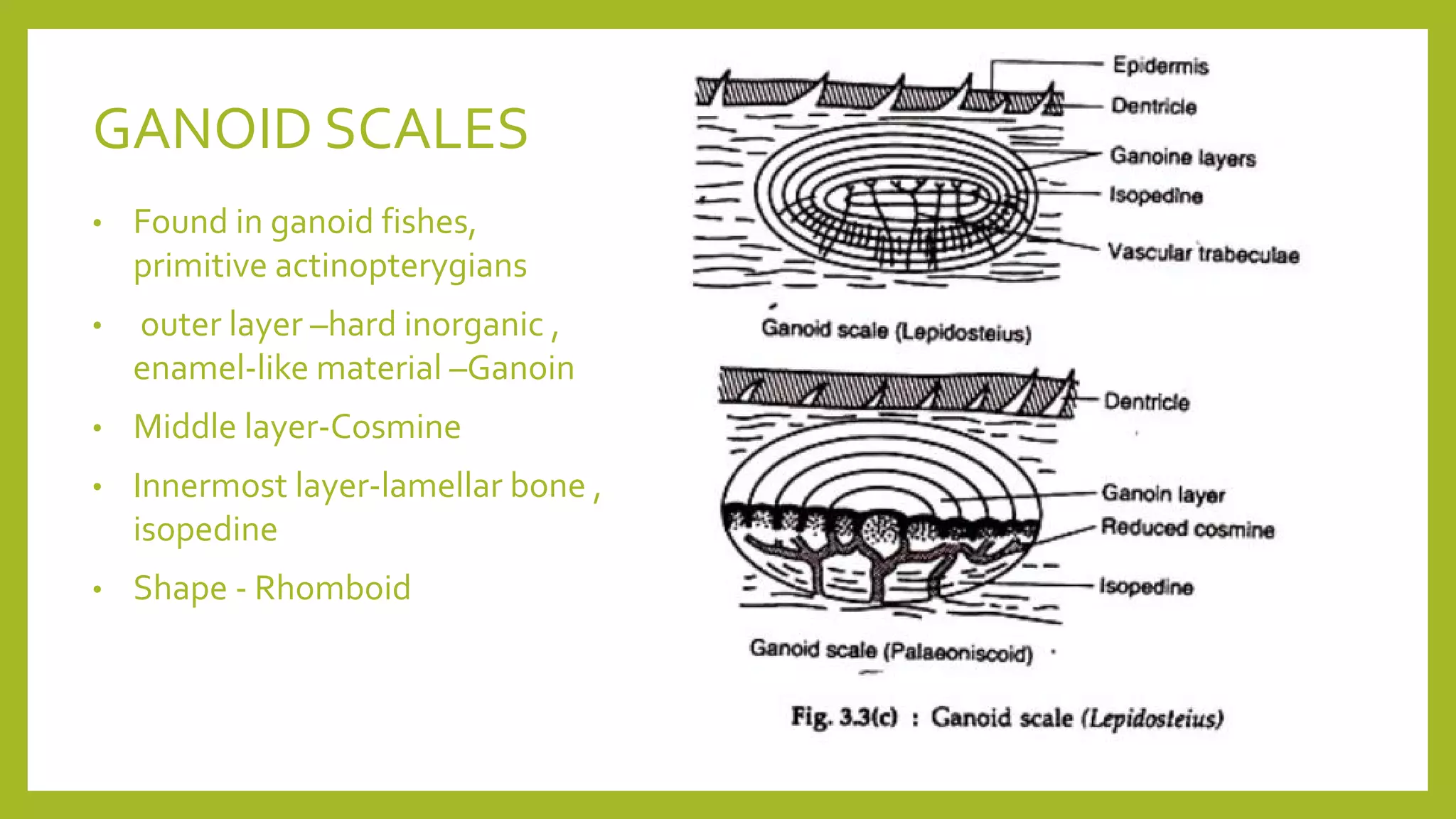 Scales in fishes | PDF