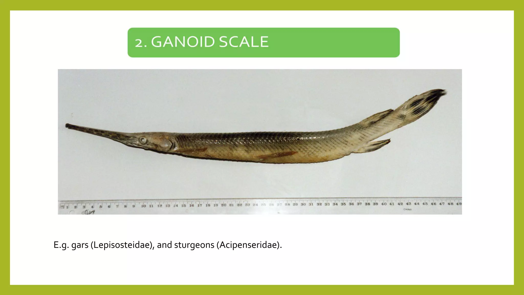 Scales in fishes | PDF