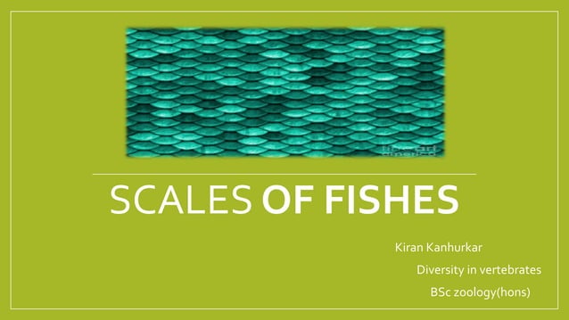 Scales in fishes | PDF | Fish and Aquariums | Pets