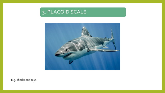 Scales in fishes | PDF | Fish and Aquariums | Pets