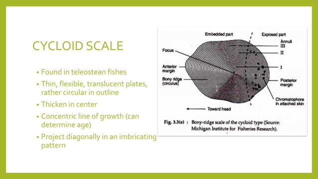 Scales in fishes | PDF | Fish and Aquariums | Pets