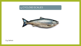 Scales in fishes | PDF