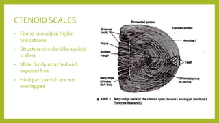 Scales in fishes | PDF | Fish and Aquariums | Pets