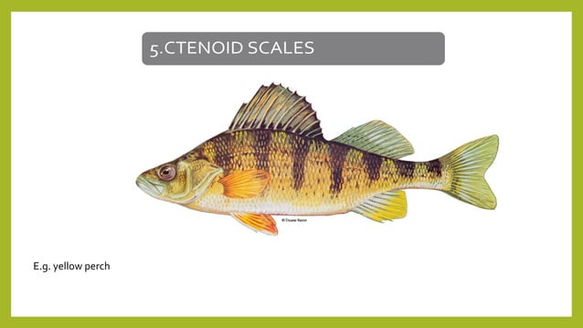 Scales in fishes | PDF | Fish and Aquariums | Pets