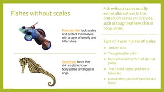 Scales in fishes | PDF