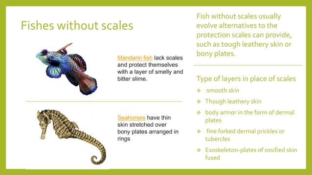 Scales in fishes | PDF | Fish and Aquariums | Pets